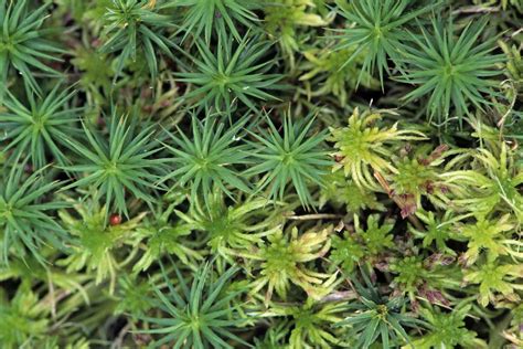 The Alternation Of Plant Generations