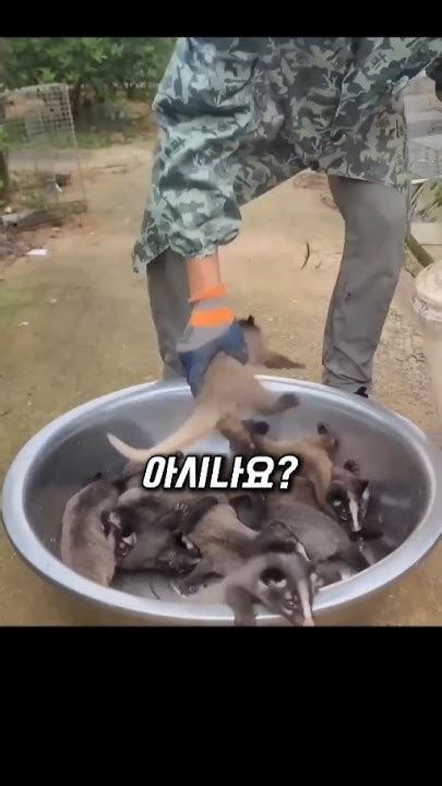 세계에서 가장 비싼 커피 사향고양이 배설물로 만든다고 Youtube