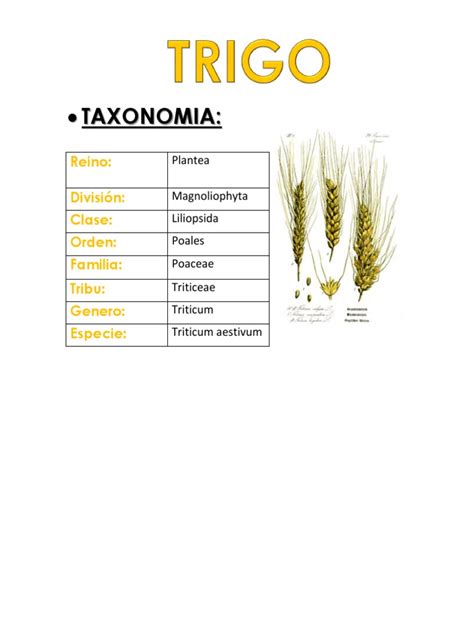 Trigo