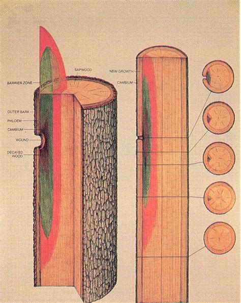 New Page 1 Treedictionary Com