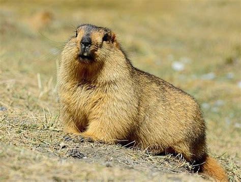 Тарваган тахал өвчнөөс сэргийлье