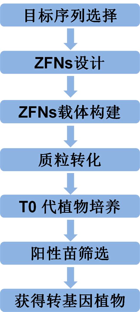 植物锌指核酸酶（zfns）基因编辑 安必奇生物