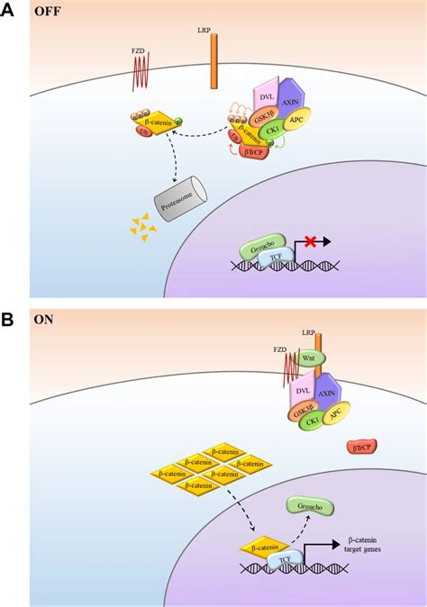 The Wntβ Catenin Signalling Pathway A Wnt Signalling Off The Absence