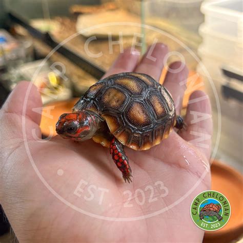 2023 Cherry Head Cross Red Footed Tortoise 01 Camp Chelonian