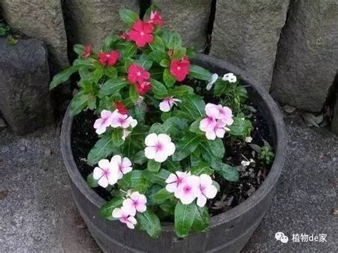 一年四季开花的植物 花期最长的花排名四季都开花的品种