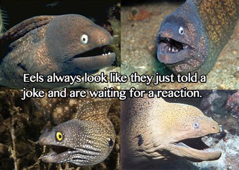 Image Bad Joke Eel Know Your Meme