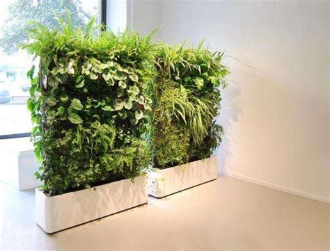 家里植物摆放的技巧 168鲜花速递网