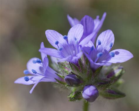 Низкорослые однолетники для альпийской горки, фото | Сажаем Сад