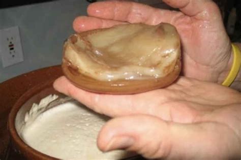 აი როგორ გავზარდოთ ჩაის სოკო სახლის პირობებში რჩევები ვივიენისგან