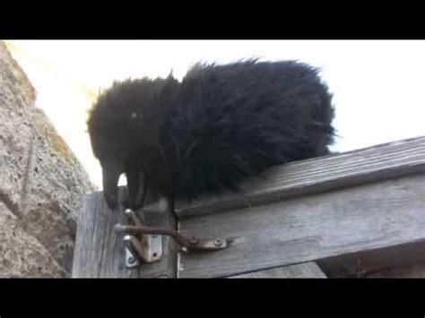 Real Raven Problem Solving Youtube