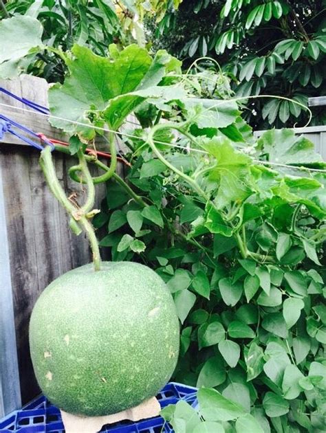 13 Best Round Green Vegetables To Grow In Pots And Garden