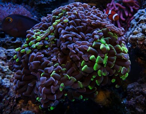 My Green And Purple Hammer Coral Hammer Corals Pinterest