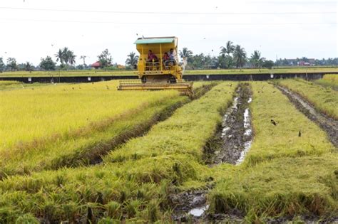 National Audit Report Shows Nearly Quarter Of Malaysian Paddy Farmers