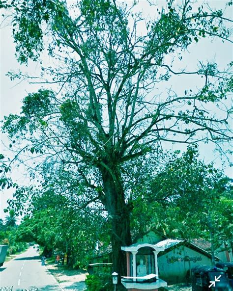 කරමැටියෙ සෙට් එක