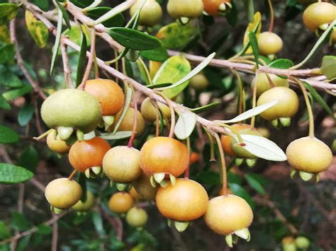 Myrceugenia Parvifolia Pataguilla Jurassicplants Nurseries