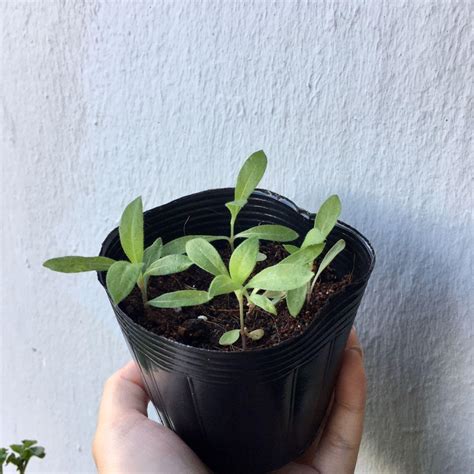 Globe Amaranth Seedlings Gomphrena Globose Furniture And Home Living