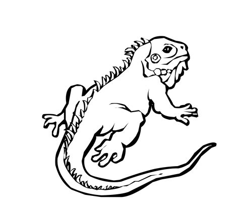 Iguana Clipart Png