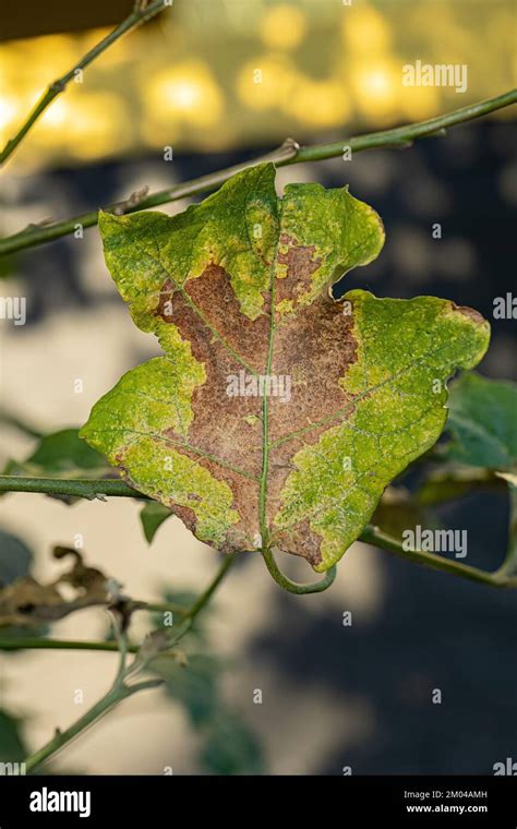 Leaves Of A Jurubeba Tree With Leaf Damage Caused By The Lace Bugs
