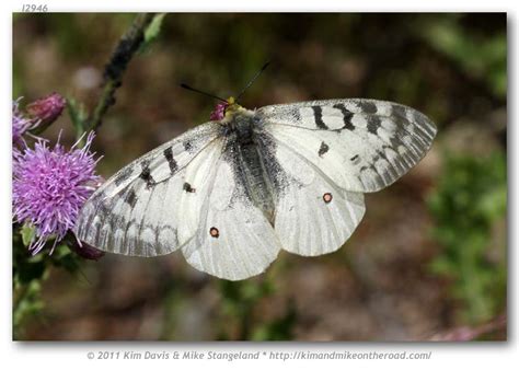 Parnassius Clodius Sol Clodius Parnassian