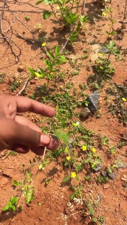 சிறுநீரக கற்கள் மற்றும் ஆண்மை குறைவை போக்கும் மூலிகை Medicine Youtube
