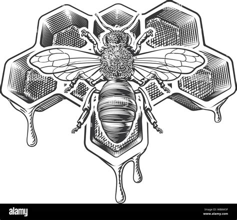Honey Bumble Bee And Honeycomb Vintage Drawing Stock Vector Image And Art