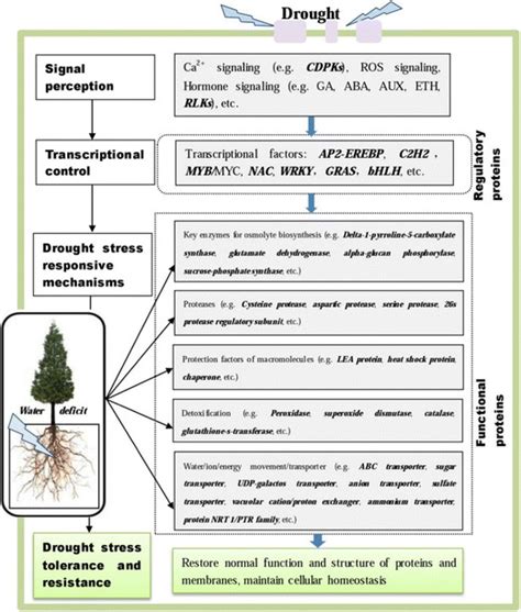 A Schematic Diagram Of The Drought Response In P Orientalis Roots At