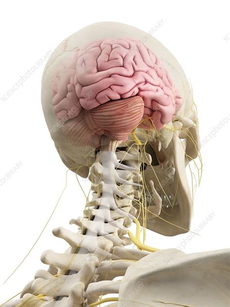 Human Brain And Nerves Artwork Stock Image F0093668 Science