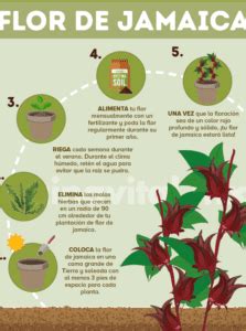 Guía completa para sembrar manzanilla consejos y pasos clave