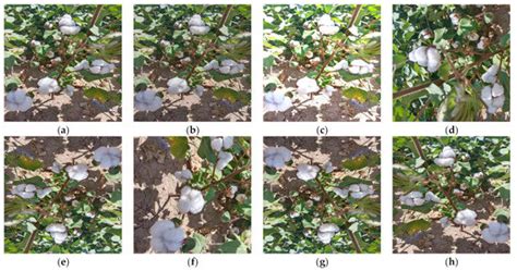 Yolo C An Efficient And Robust Detection Algorithm For Mature Long Staple Cotton Targets With