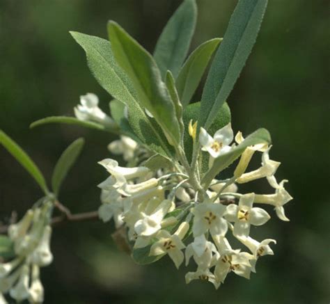 What Trees Shrubs Are These