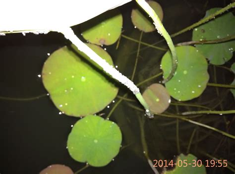 可立施防治荷花蚜虫介壳虫 可立施1元秒杀 191农资人 农技社区服务平台