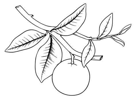40 Oranges Coloring Pages Free Printable Pdf And Online Coloring