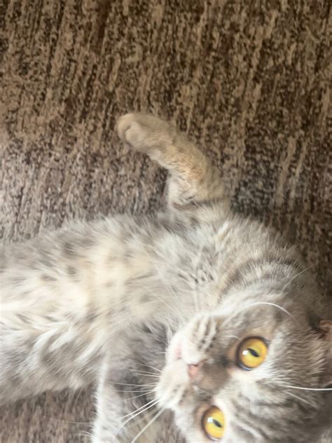 Создать мем шотландская вислоухая кот кот шотландский вислоухий Картинки Meme