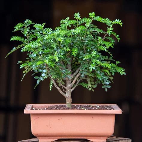Pepper Tree Bonsai