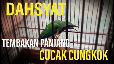DAHSYAT Tembakan Panjang Cucak Cungkok Ampuh Untuk Masteran YouTube