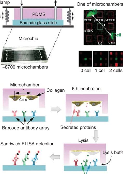 2 Microwell Arrays For Detecting Secreted Biomolecules A Scbc Download Scientific Diagram