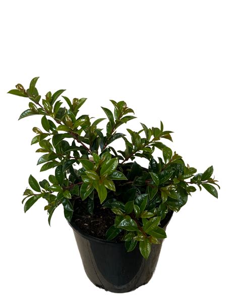 Lilly Pilly Syzygium Pinnacle