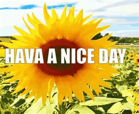 Have A Nice Day S