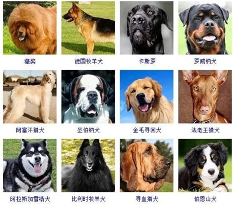 所有狗狗品种大全 宠物网