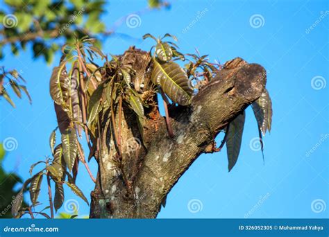 Mango Tree Part Of The Trunk Cut Down Stock Image Image Of Jungle Flower 326052305