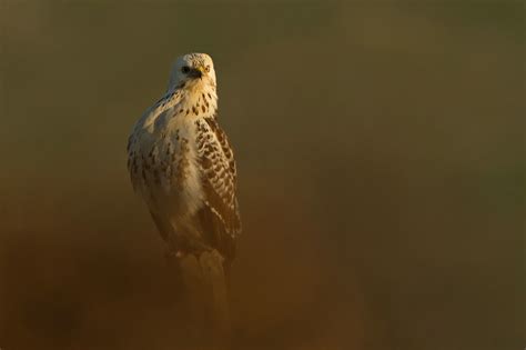 Turmfalke Forum für Naturfotografen