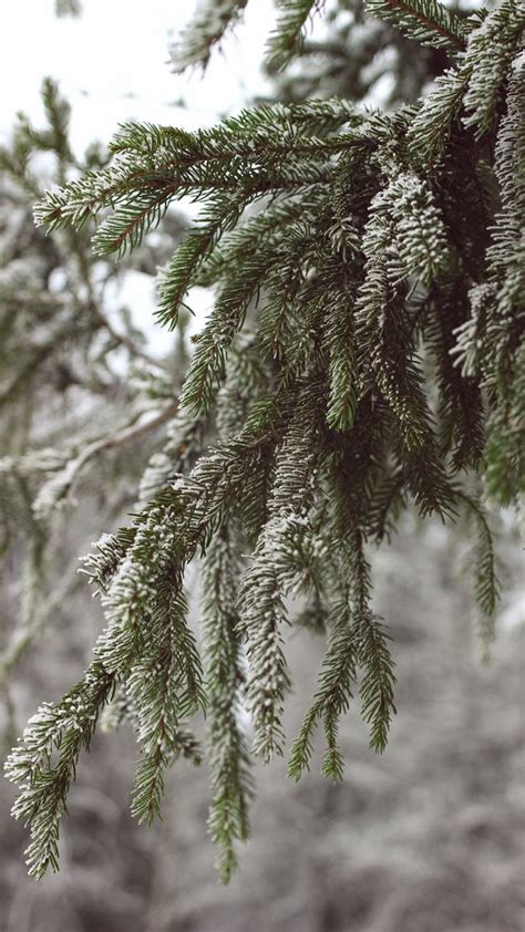 Еловая ветка🌲 Зимние картинки Лес Японский макияж