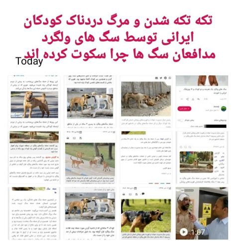 آخرین خبر سگ ولگرد