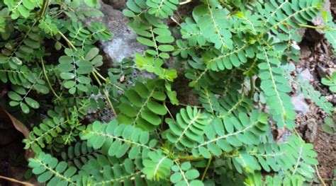 Phyllanthus Niruri Systematics Etymology Habitat Cultivation