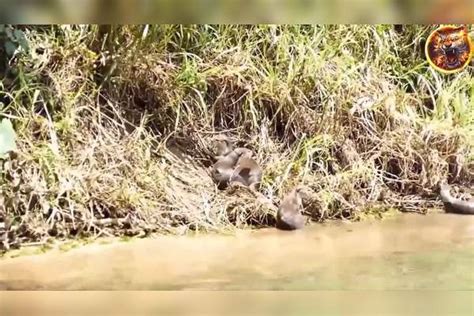 瞪羚妈妈试图从老鹰手中夺回她的孩子