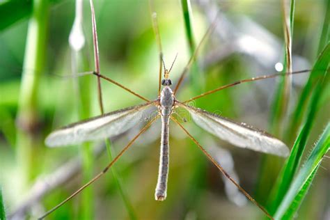 Tipula Of The Gardens Stock Image Image Of Wing Black 271945949