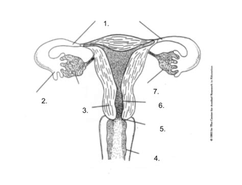 Health 1 Diagram Diagram Quizlet