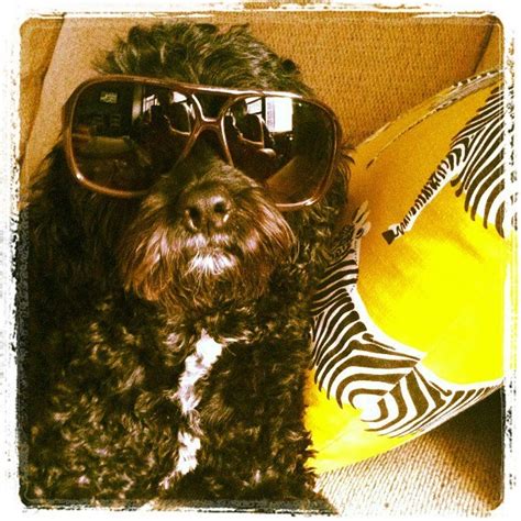 Cool Cockapoo