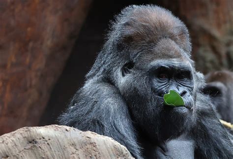 La lectura del ADN de especies de primates ilumina qué es una persona y cómo surgen las