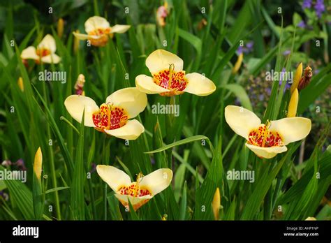 Tigridia pavonia Stock Photo - Alamy